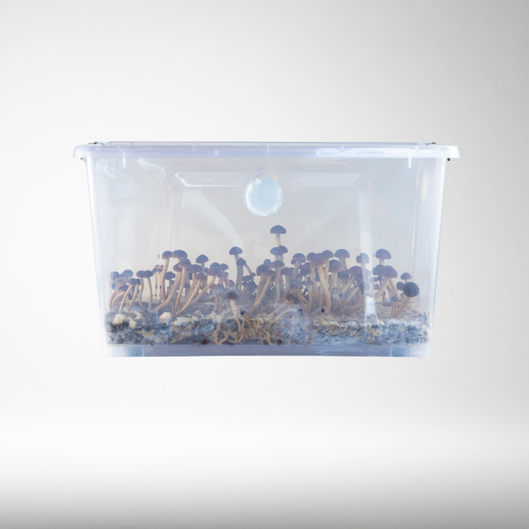 Mushroom Master – Mushrooms by the Sea