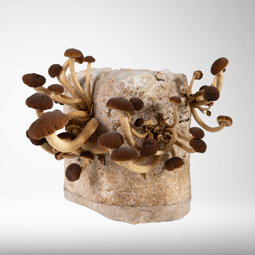 Tawaka – Mushrooms by the Sea