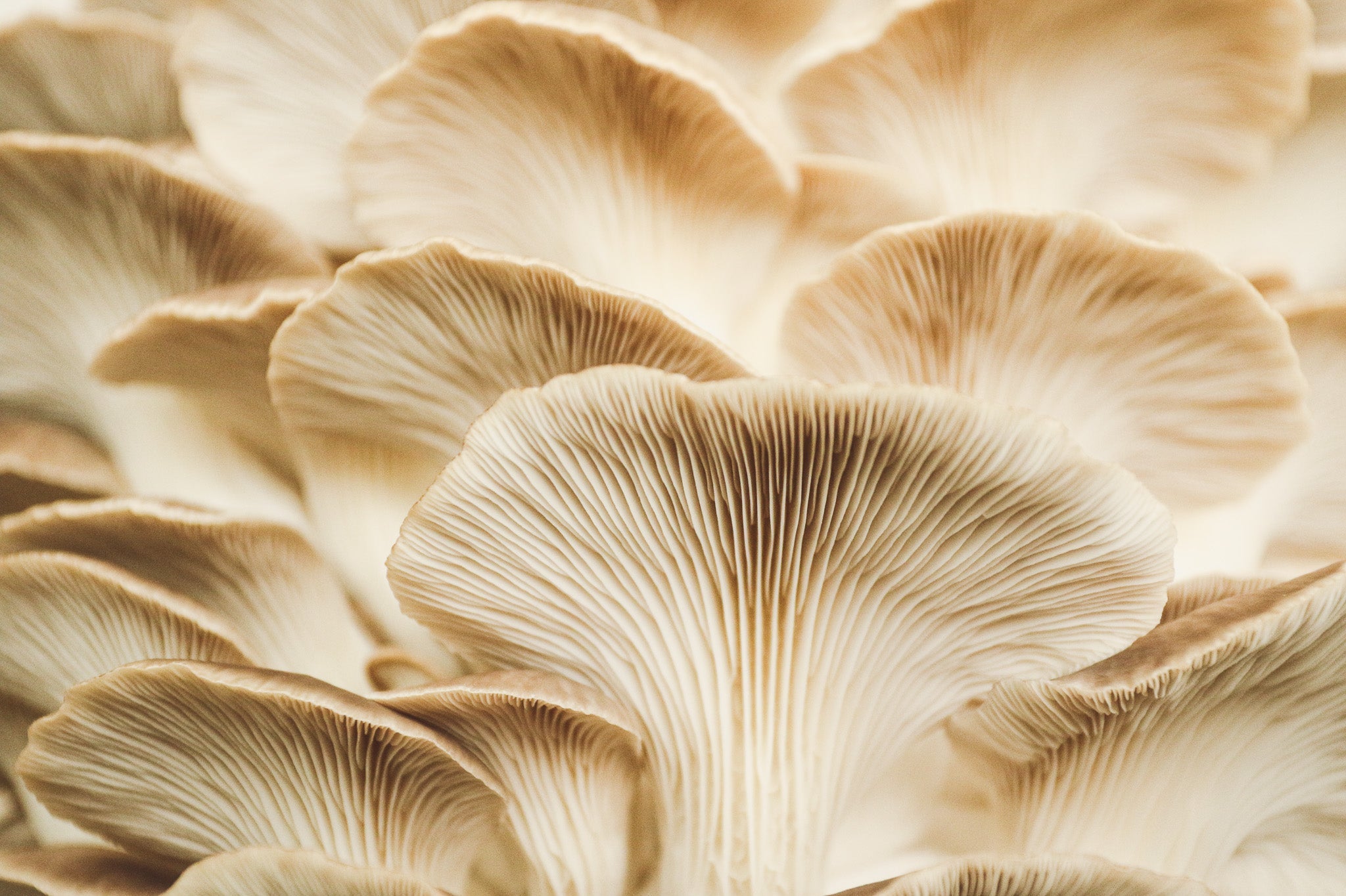 Cultivation Supplies | Grow Your Own Mushrooms | Ready-to-Inoculate ...