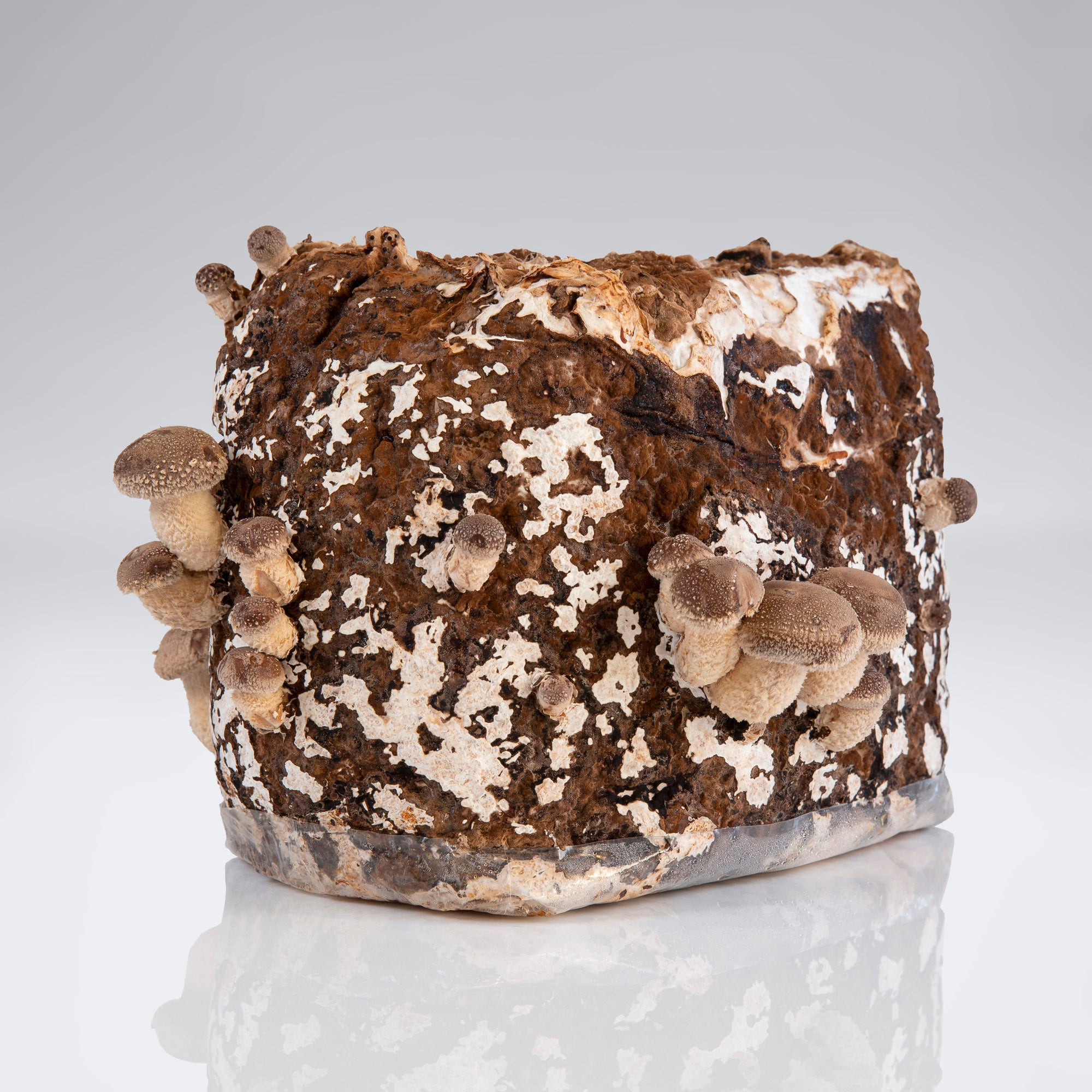 Shiitake | Mushroom Grow Kit | Raglan, NZ – Mushrooms by the Sea